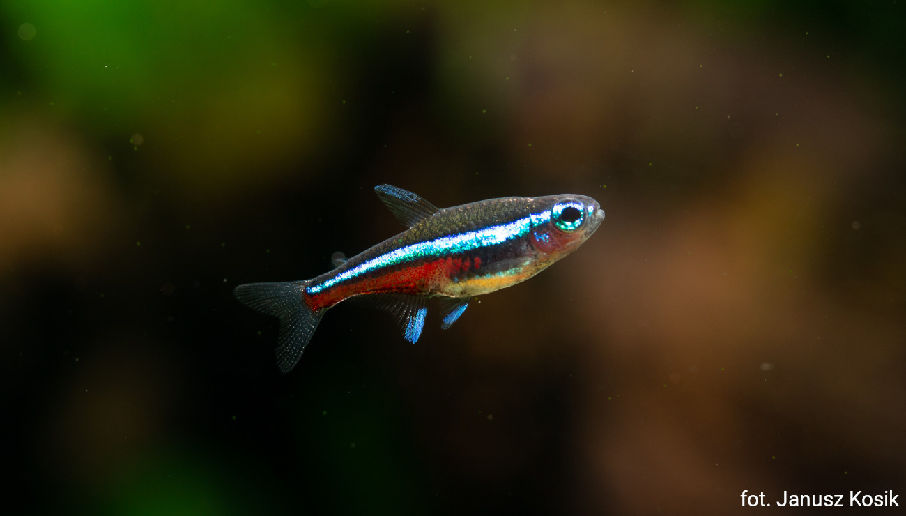 Popularne ryby akwariowe. Top 7 gatunków dla początkujących - Trzmiel ...