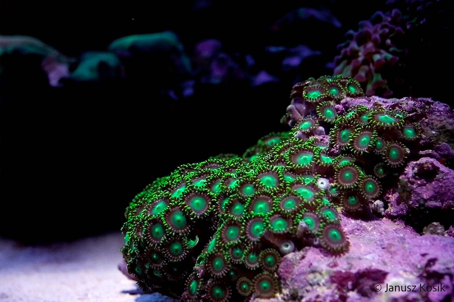 Koralowce do akwarium morskiego - Trzmiel RadziTrzmiel Radzi