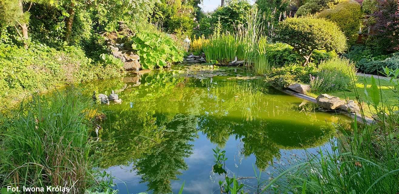 Bakterie w oczku wodnym - Trzmiel RadziTrzmiel Radzi