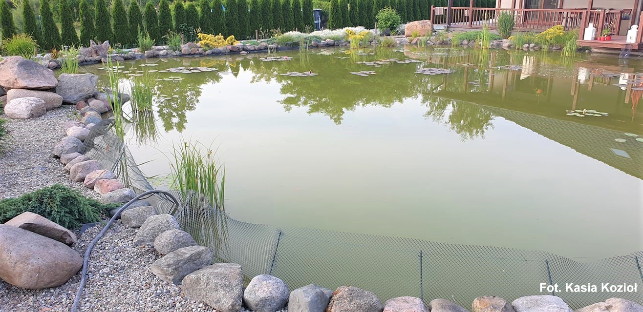 Bakterie w oczku wodnym - Trzmiel RadziTrzmiel Radzi