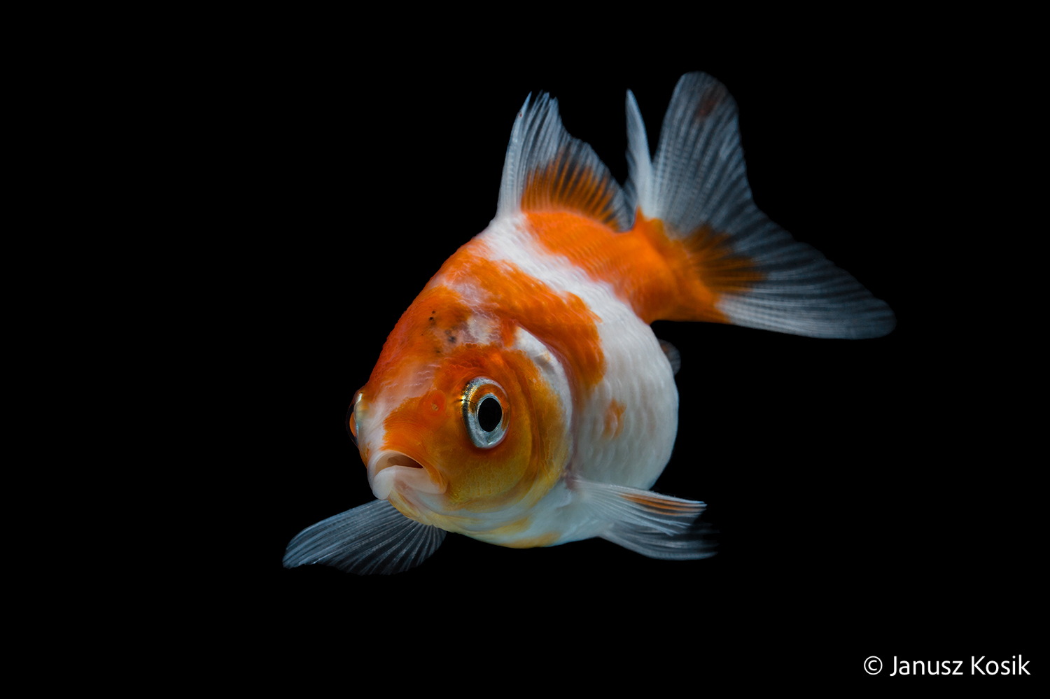 Akwarium dla welonek - Trzmiel RadziTrzmiel Radzi