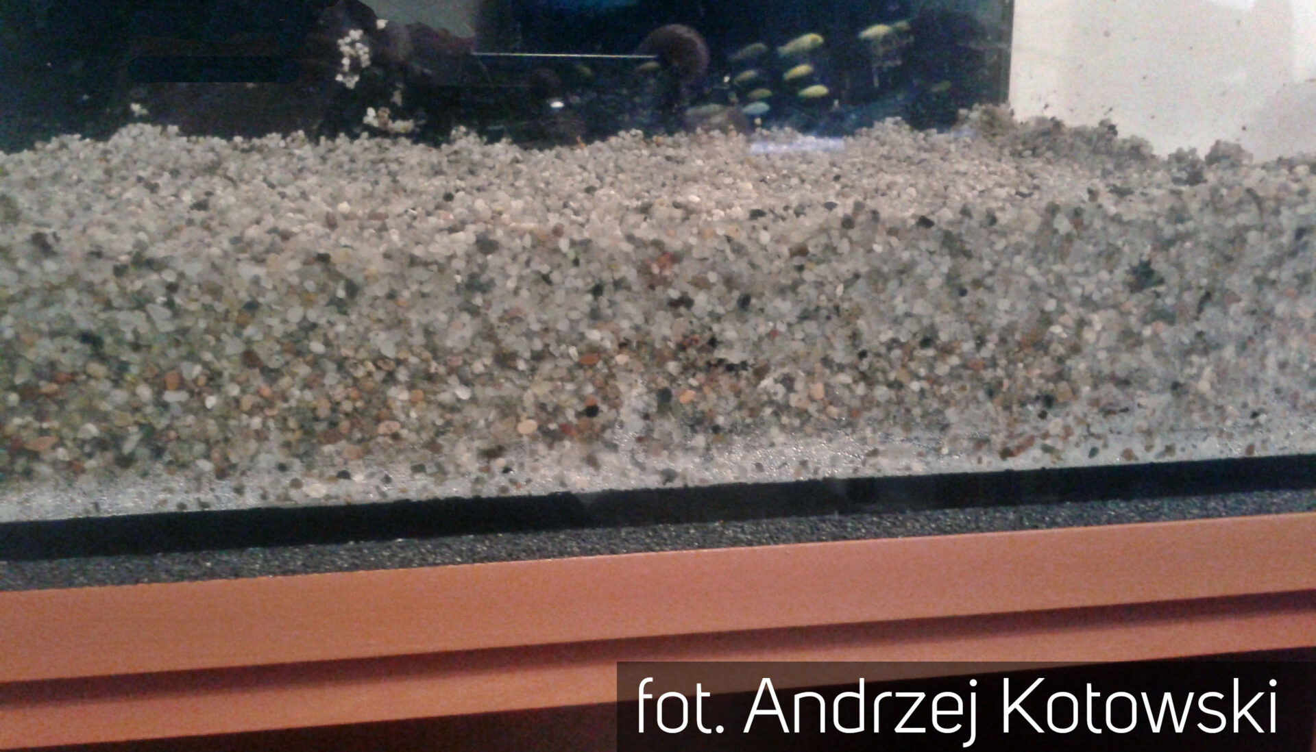 Akwarium na ziemi ogrodowej - Trzmiel RadziTrzmiel Radzi