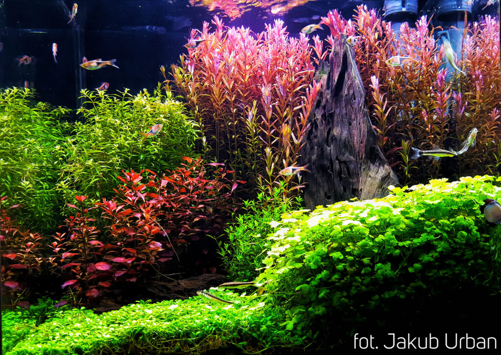 Cykl azotowy i dojrzewanie akwarium - Trzmiel Radzi