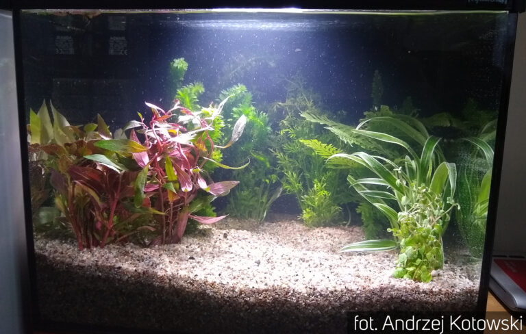 Akwarium na ziemi ogrodowej - Trzmiel RadziTrzmiel Radzi