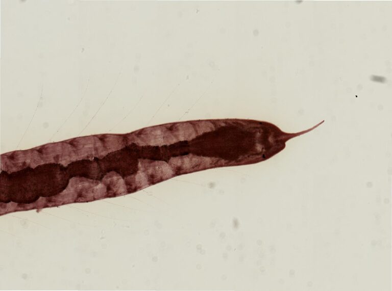 Obcy w akwarium, cz. 2: przytuliki, stułbie, oczliki, stylaria ...