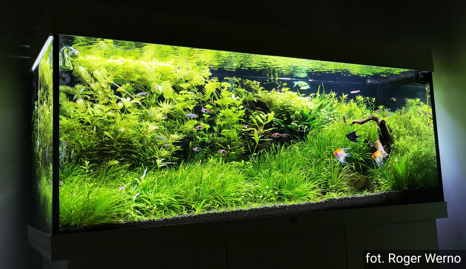 Cykl azotowy i dojrzewanie akwarium - Trzmiel RadziTrzmiel Radzi