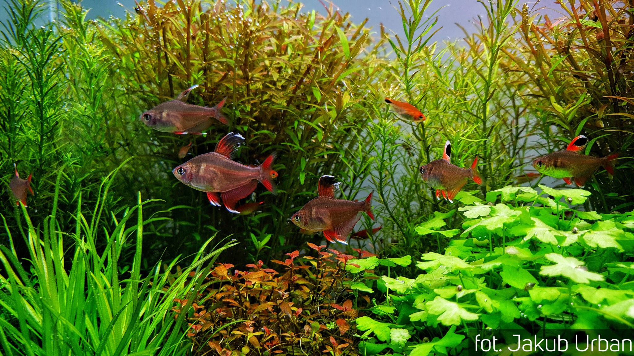 Cykl azotowy i dojrzewanie akwarium - Trzmiel RadziTrzmiel Radzi