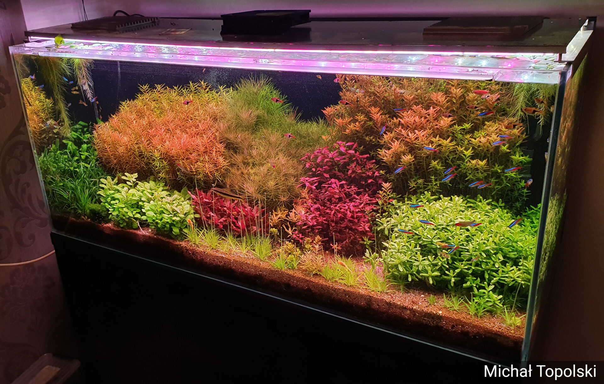 Cykl azotowy i dojrzewanie akwarium. Część 2. Dojrzewanie akwarium ...