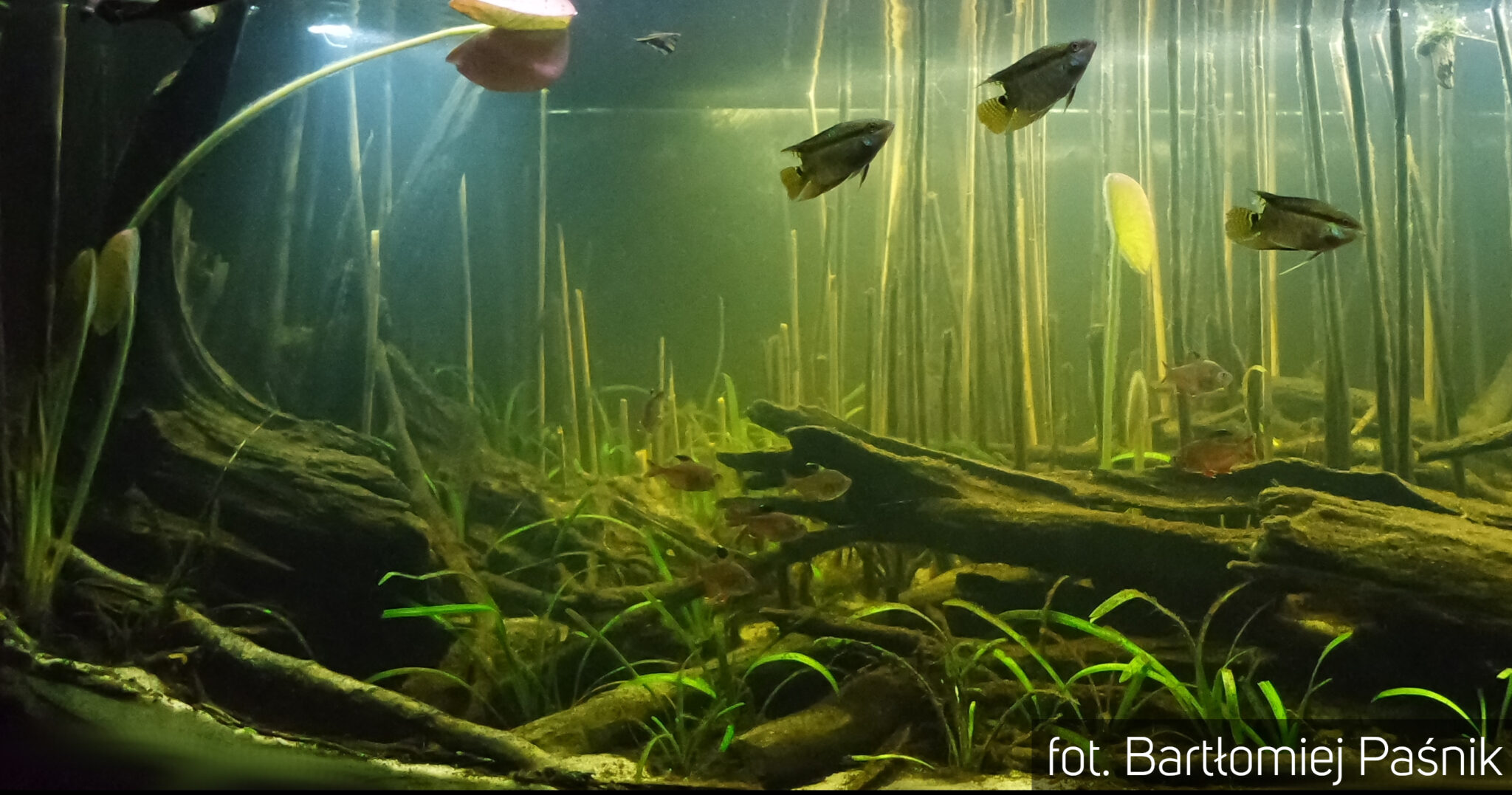 Cykl azotowy i dojrzewanie akwarium. Część 2. Dojrzewanie akwarium ...