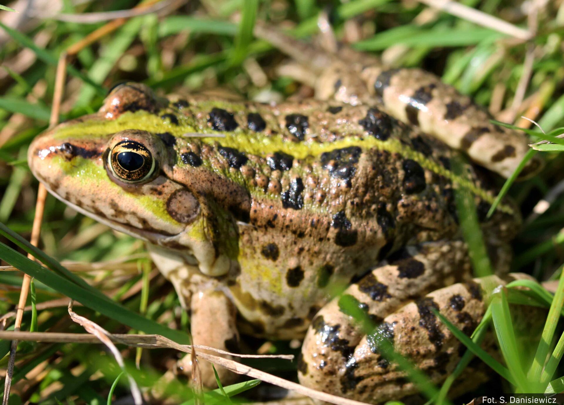 Rośliny w oczku wodnym. Rodzaje roślin oraz ich rola w mini ekosystemie - Trzmiel RadziTrzmiel Radzi
