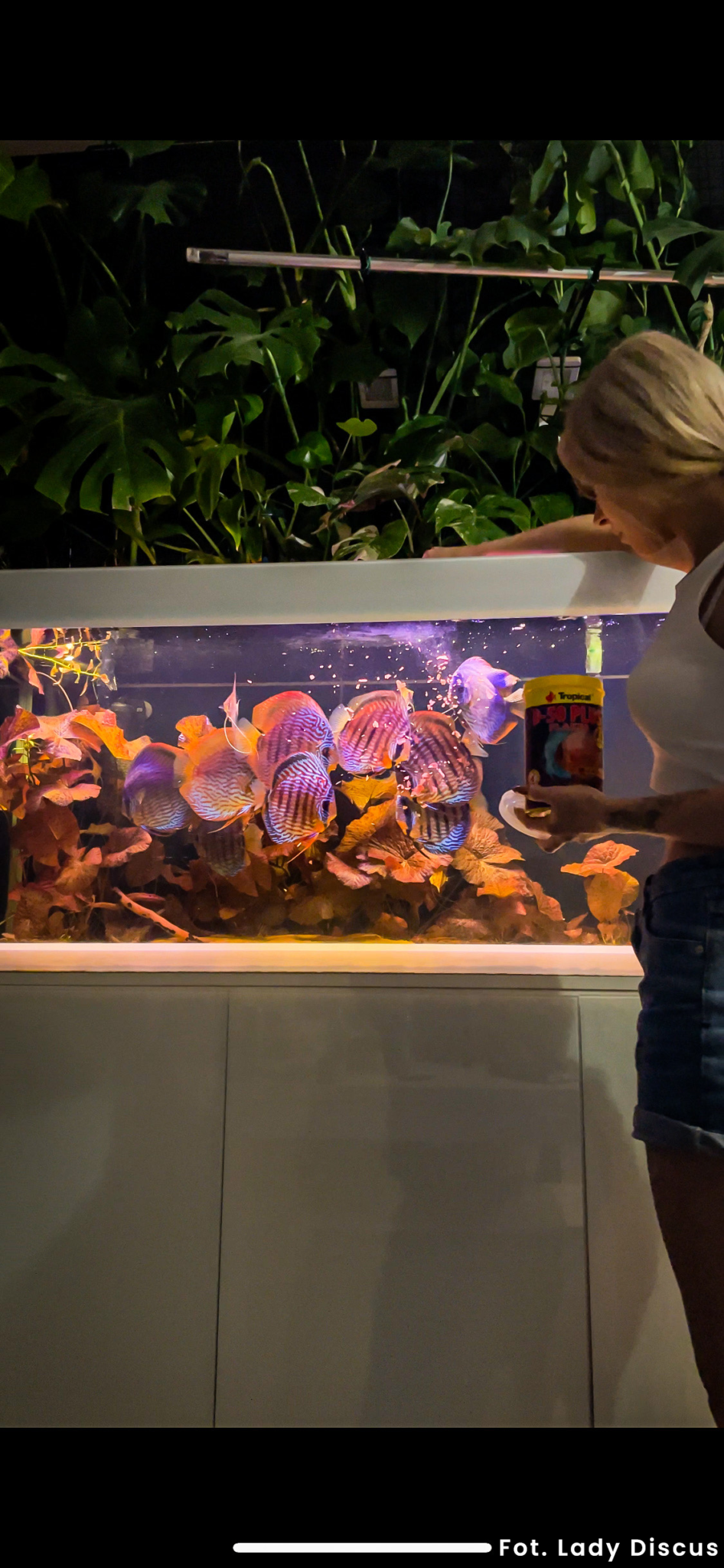 Akwarium dla dyskowców czyli popularnych paletek. Wywiad z Lady Discus. - Trzmiel RadziTrzmiel Radzi