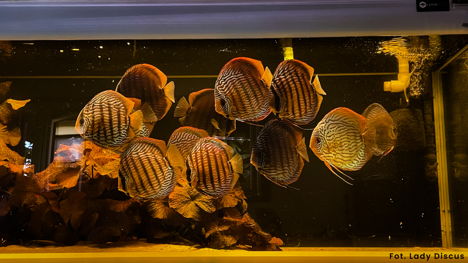 Akwarium dla dyskowców czyli popularnych paletek. Wywiad z Lady Discus. - Trzmiel RadziTrzmiel Radzi