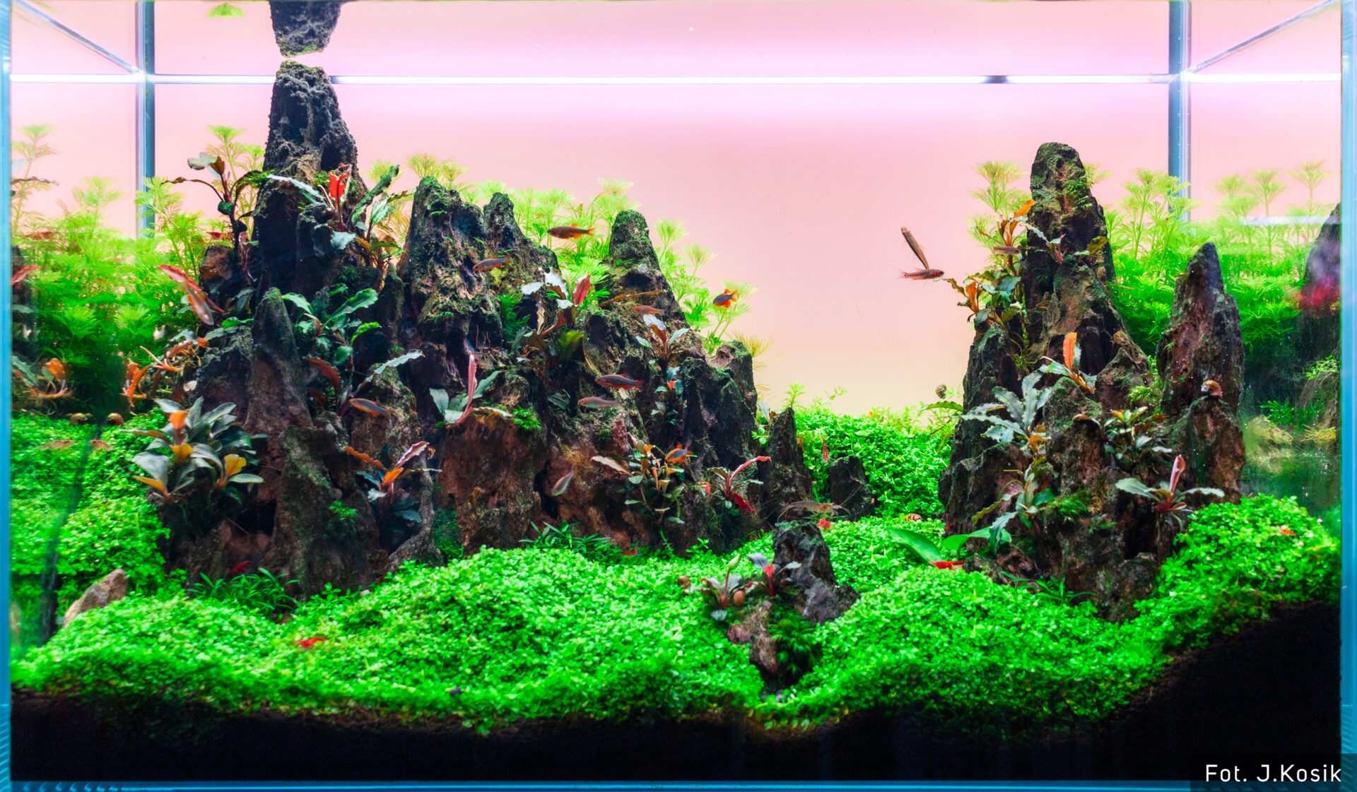 Style aranżacji akwarium - Trzmiel RadziTrzmiel Radzi