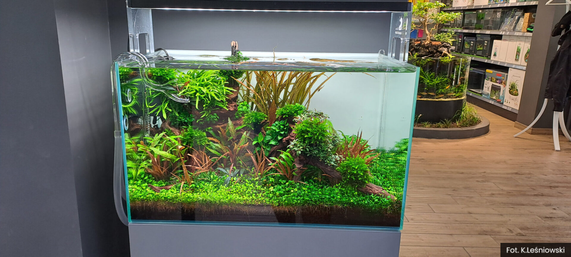 Style aranżacji akwarium - Trzmiel RadziTrzmiel Radzi